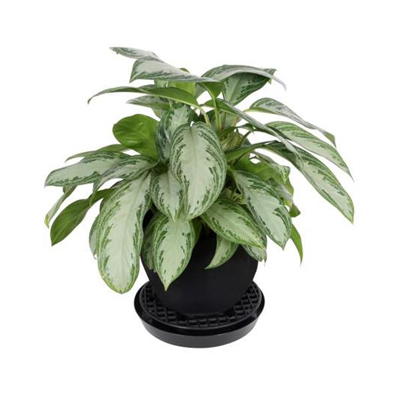 Quality Horticulture - Gro Pro Nx Level Pot Elevator 16 In